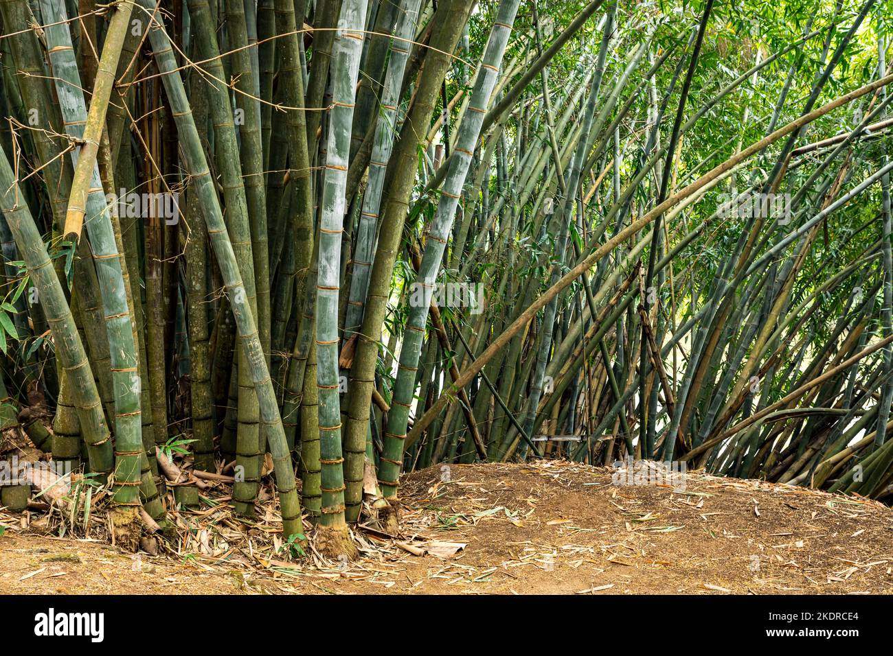 Giant bamboo. Through the bamboo tops of the sun's rays make their way ...