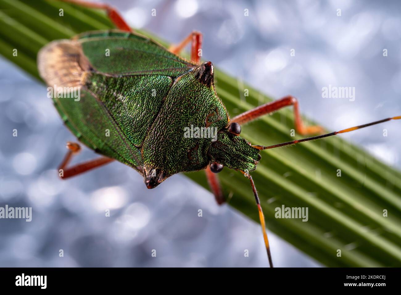 Chongqing mountain nature reserve of insects - bugs Stock Photo - Alamy