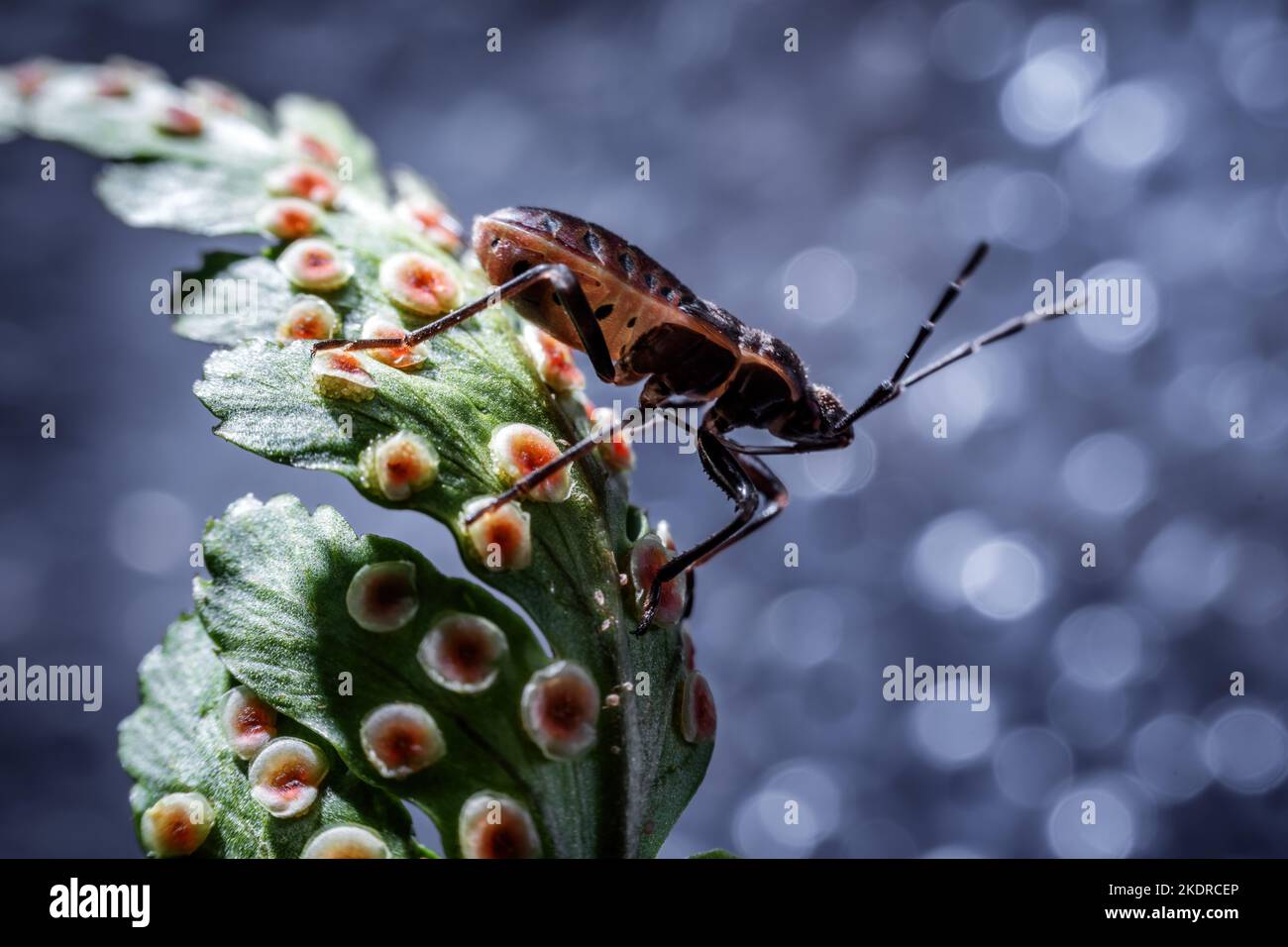 Chongqing mountain nature reserve of insects - bugs Stock Photo - Alamy