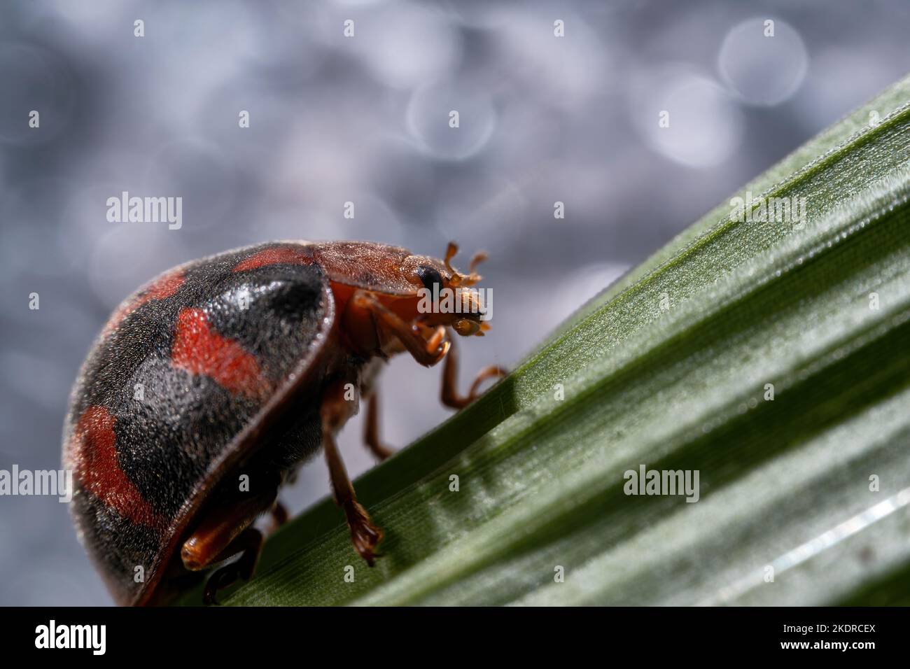 Chongqing mountain nature reserve of insects - borers Stock Photo - Alamy