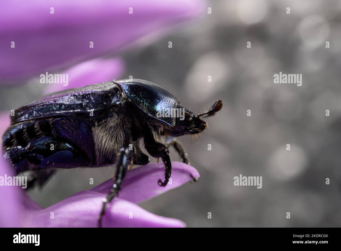 Chongqing mountain nature reserve of insects - spade armour Stock Photo ...