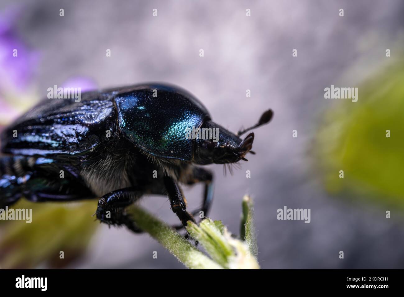 Chongqing mountain nature reserve of insects - spade armour Stock Photo ...