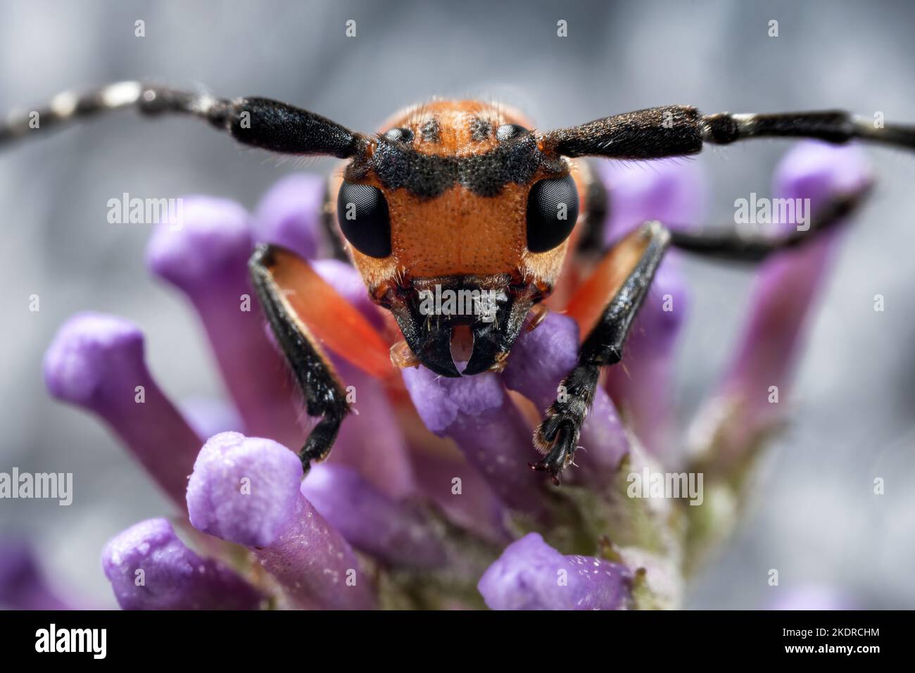 Chongqing mountain nature reserve of insects - borers Stock Photo - Alamy