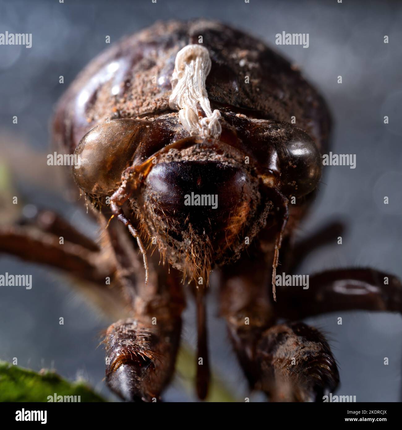 Chongqing mountain nature reserve of insect cicada shell Stock Photo ...