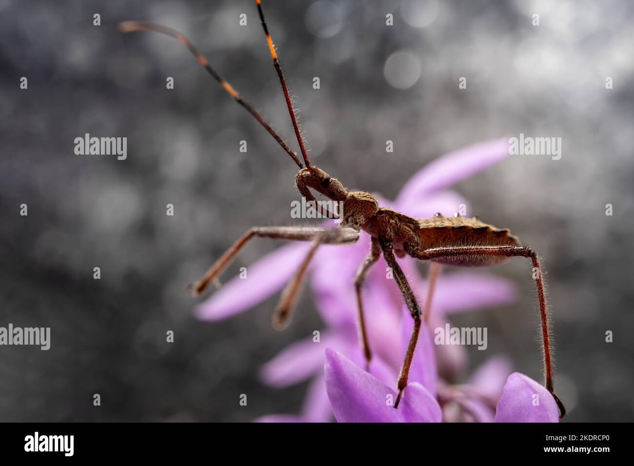 Chongqing mountain nature reserve of insects - bugs Stock Photo - Alamy