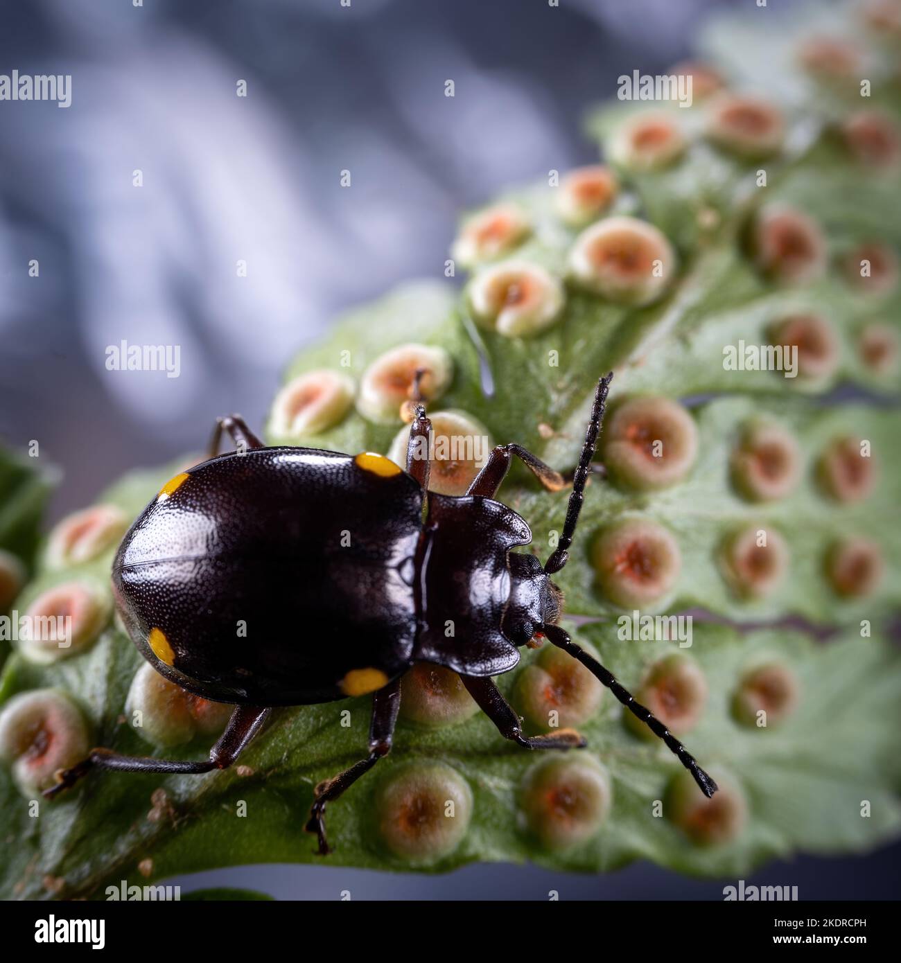 Chongqing mountain nature reserve of insects - spade armour Stock Photo ...
