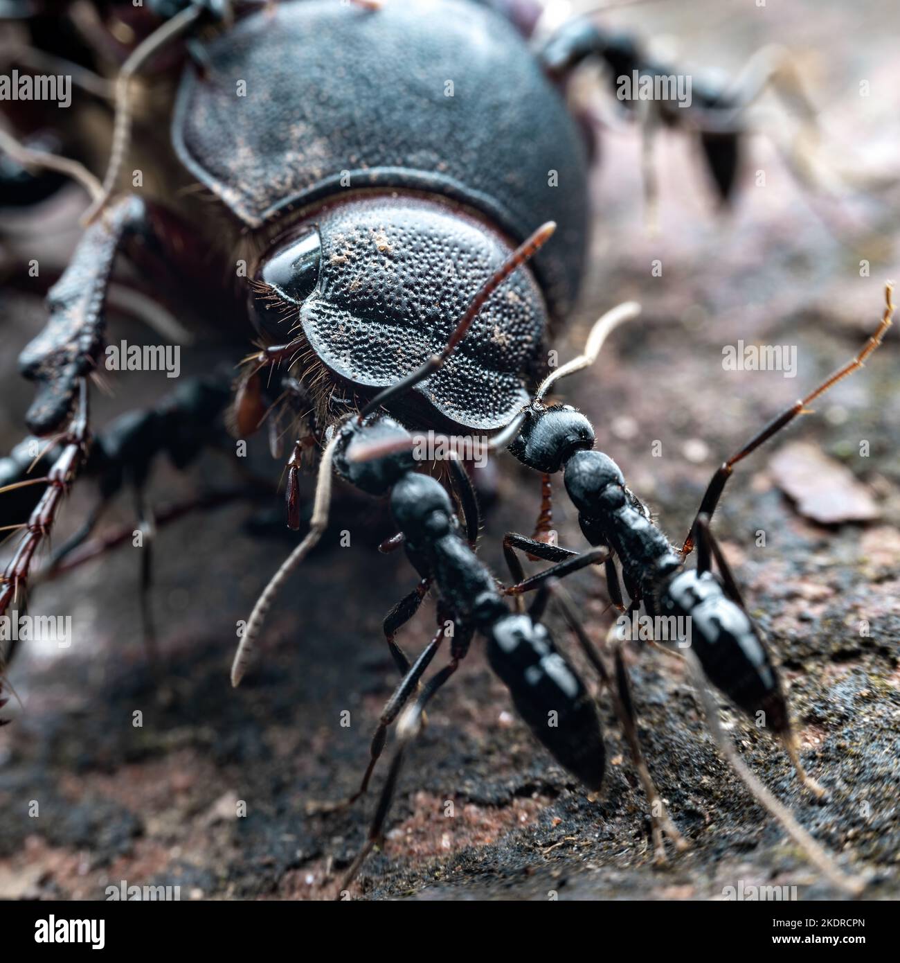 Chongqing mountain nature reserve of insects - spade armour Stock Photo ...