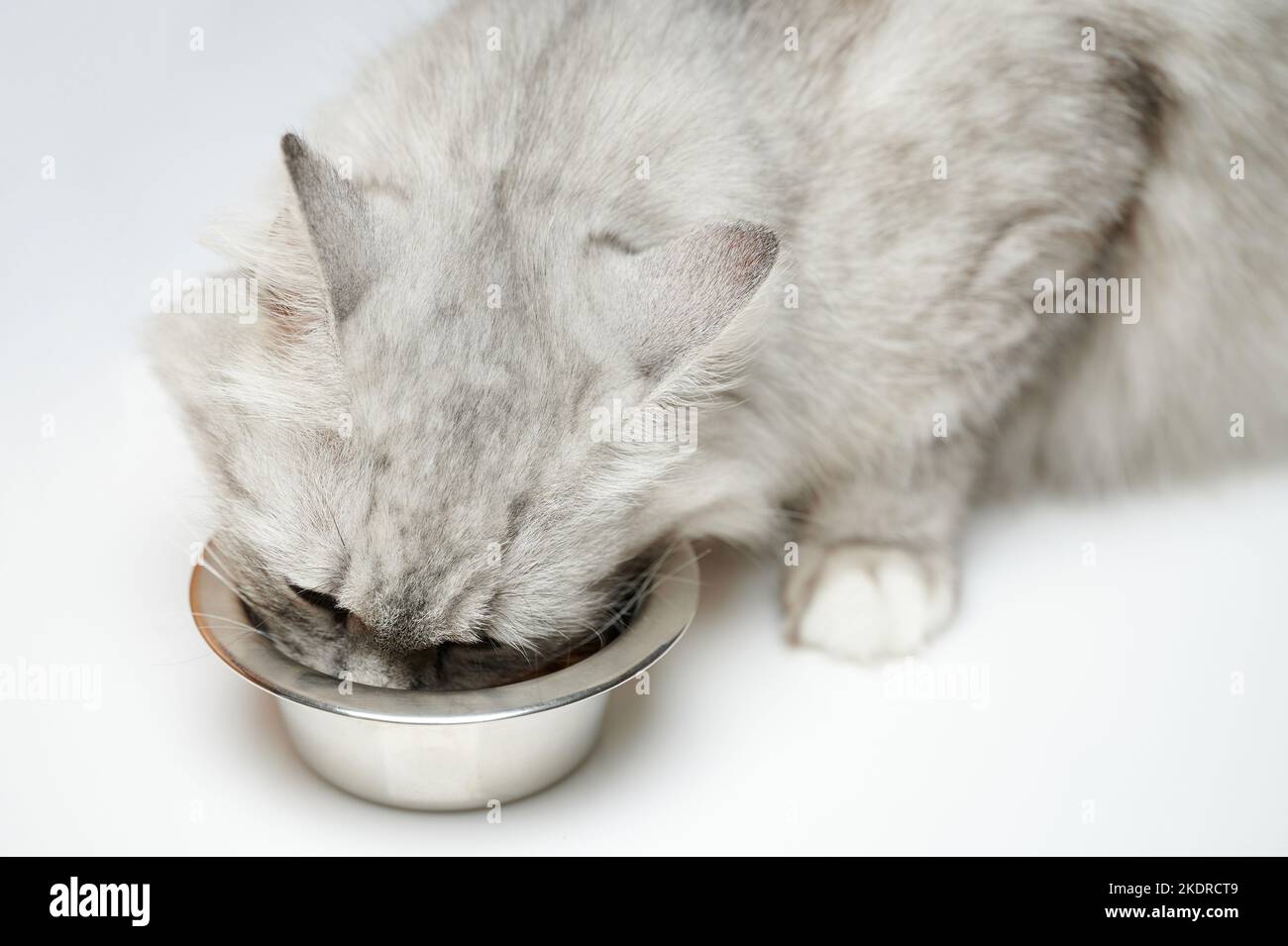 Grey cat put her head in metal bowl isolated on studio background Stock ...