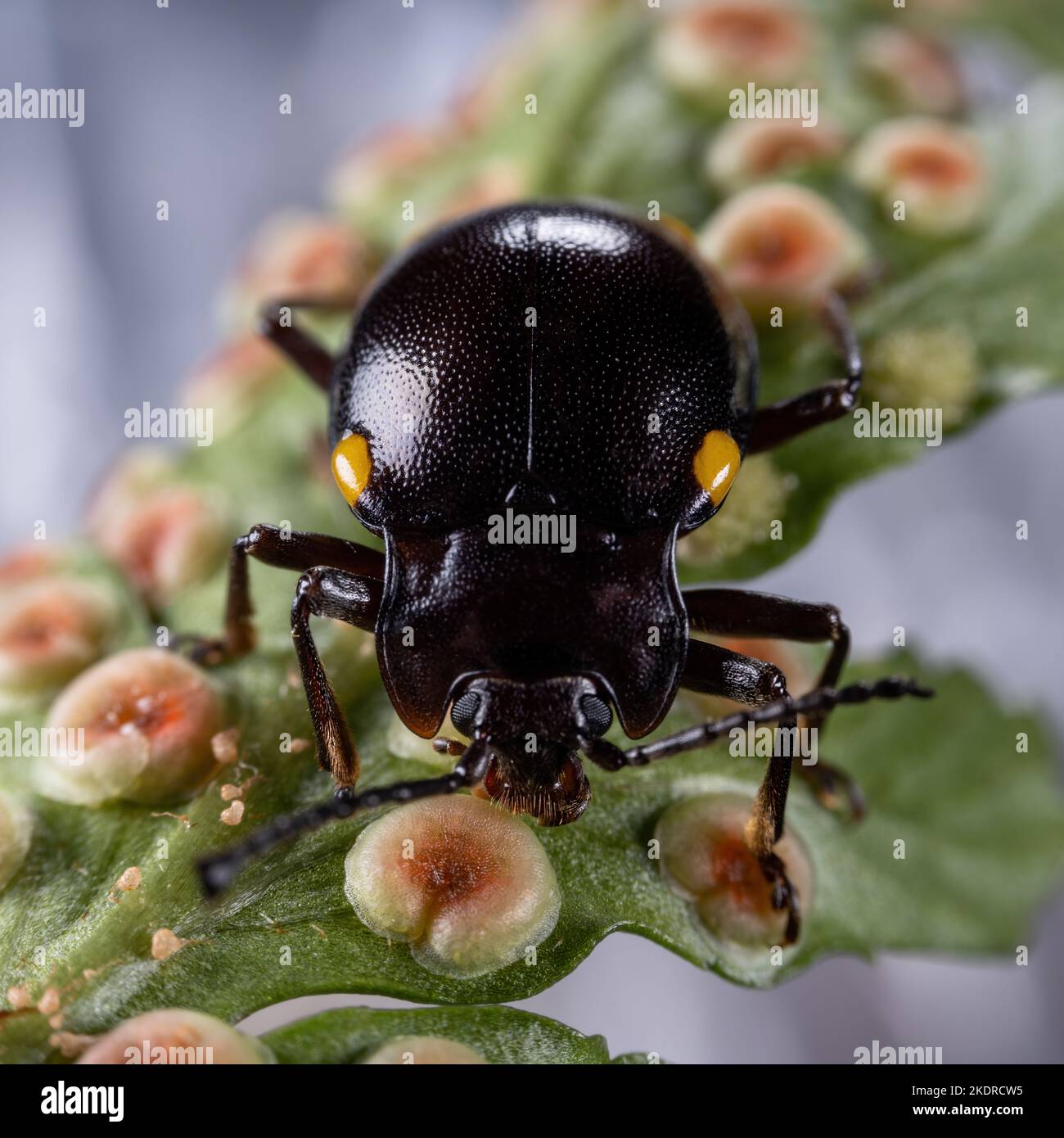 Chongqing mountain nature reserve of insects - spade armour Stock Photo ...