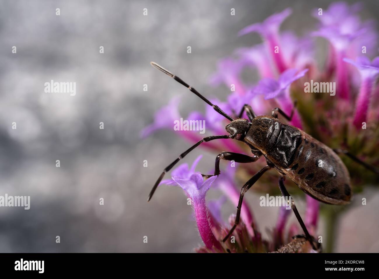 Chongqing mountain nature reserve of insects - bugs Stock Photo - Alamy