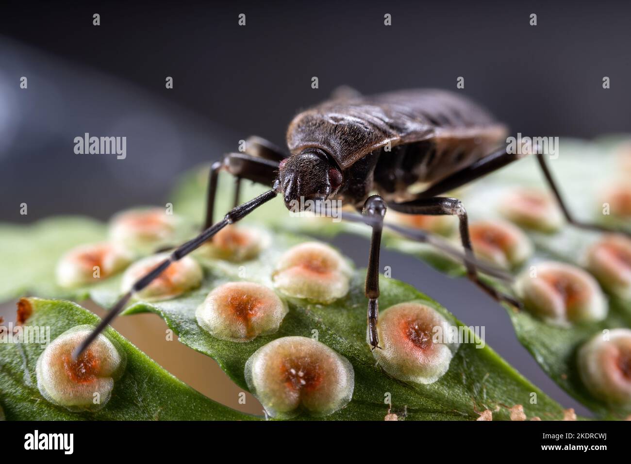 Chongqing mountain nature reserve of insects - bugs Stock Photo - Alamy
