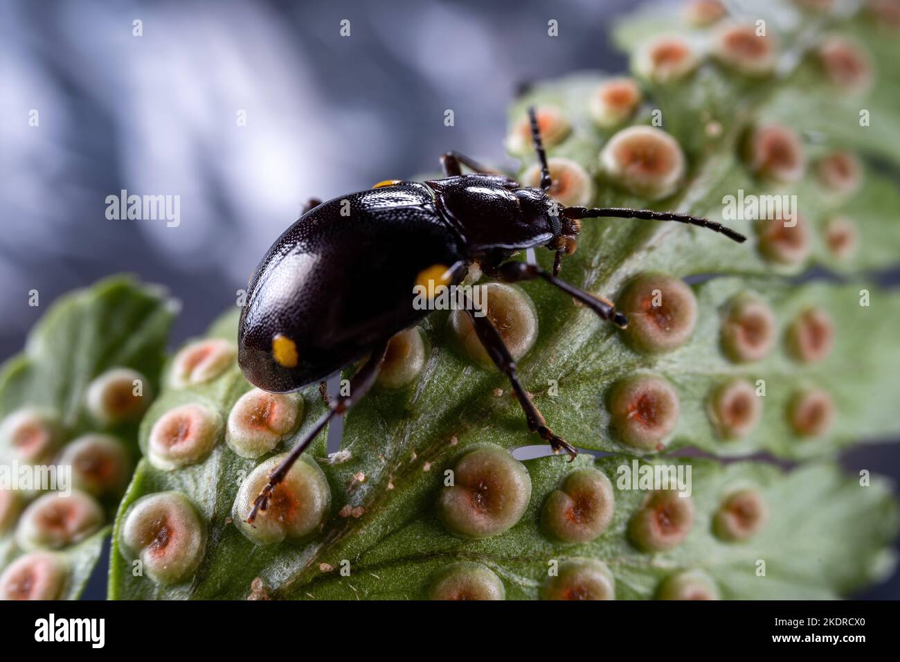 Chongqing mountain nature reserve of insects - spade armour Stock Photo ...