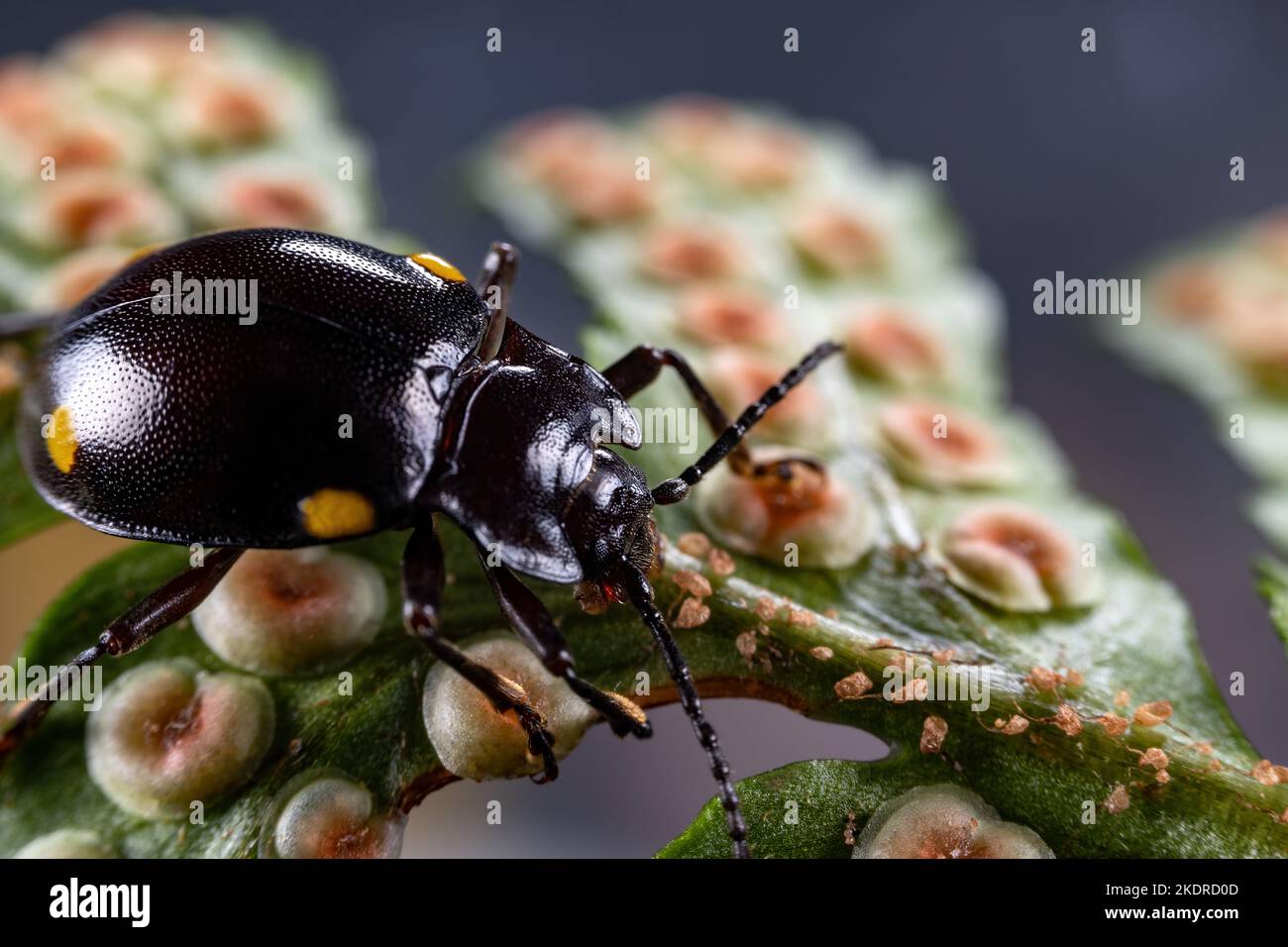 Chongqing mountain nature reserve of insects - spade armour Stock Photo ...