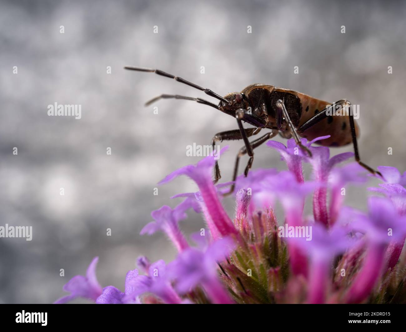Chongqing mountain nature reserve of insects - bugs Stock Photo - Alamy