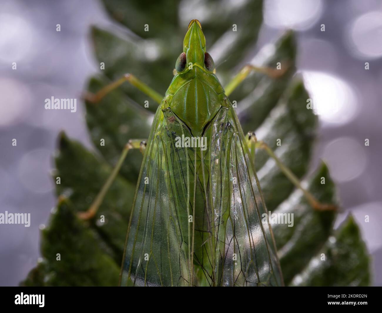 Chongqing mountain nature reserve in insect - la cicada mastodon Stock ...