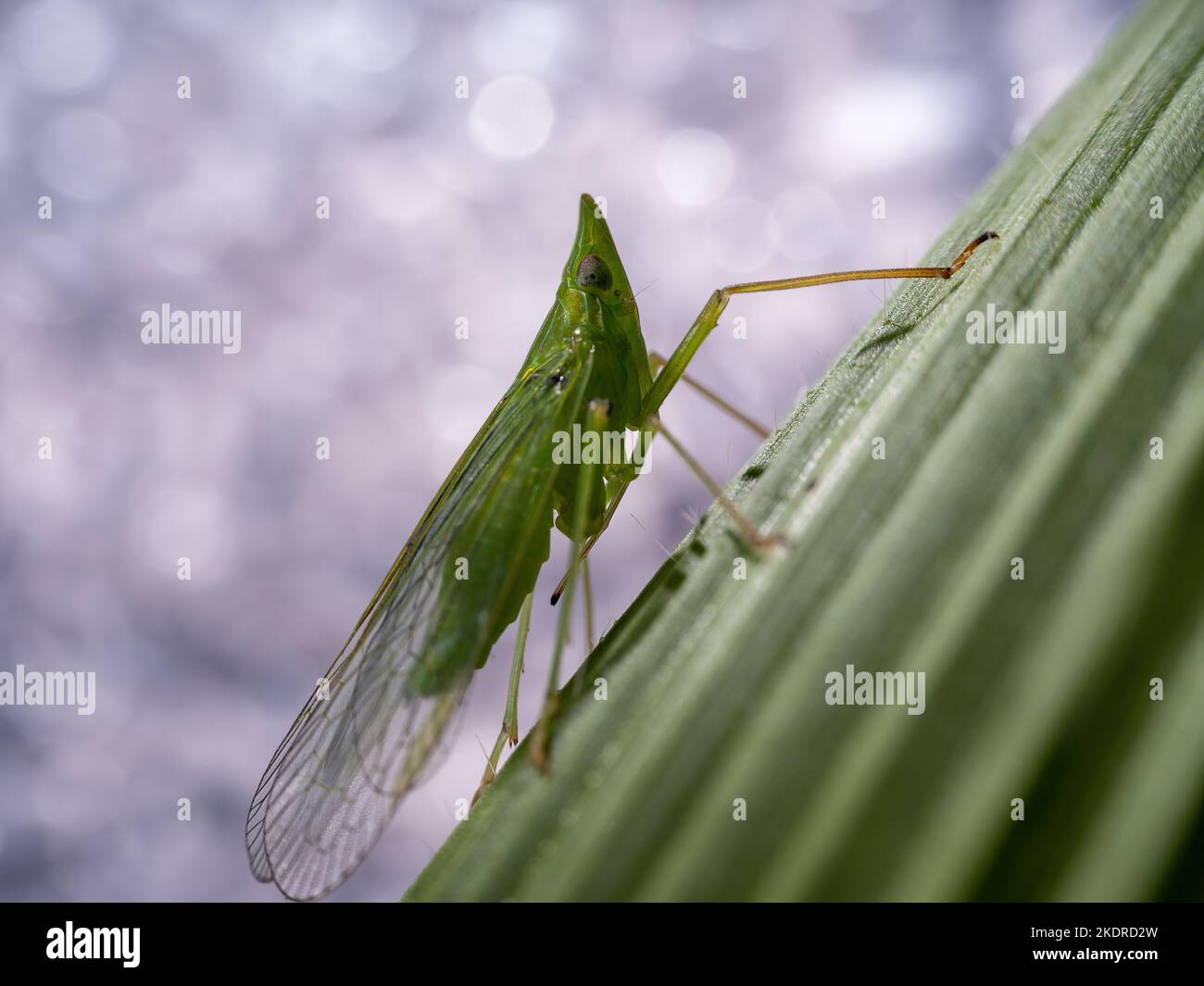 Chongqing mountain nature reserve - chief grass insect insect Stock ...