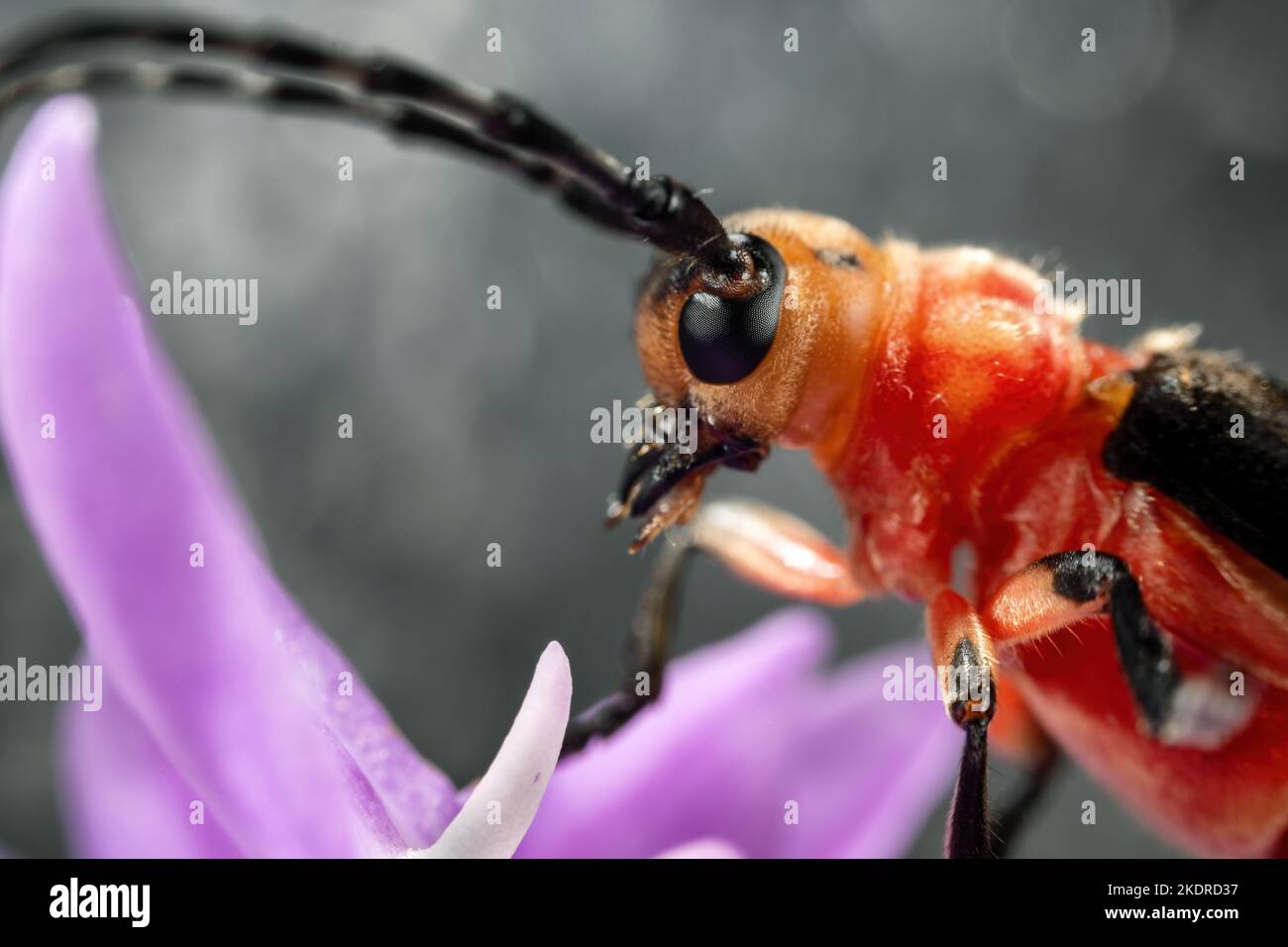 Chongqing mountain nature reserve of insects - borers Stock Photo - Alamy