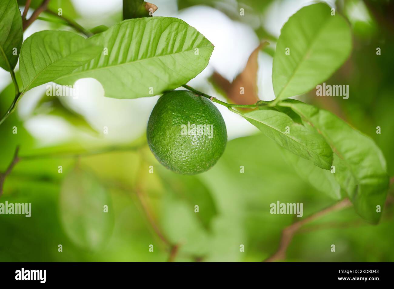 Lime green foliage hi-res stock photography and images - Alamy