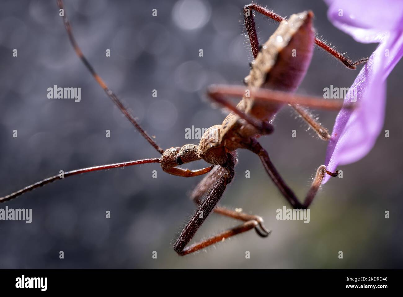 Chongqing mountain nature reserve of insects - bugs Stock Photo - Alamy
