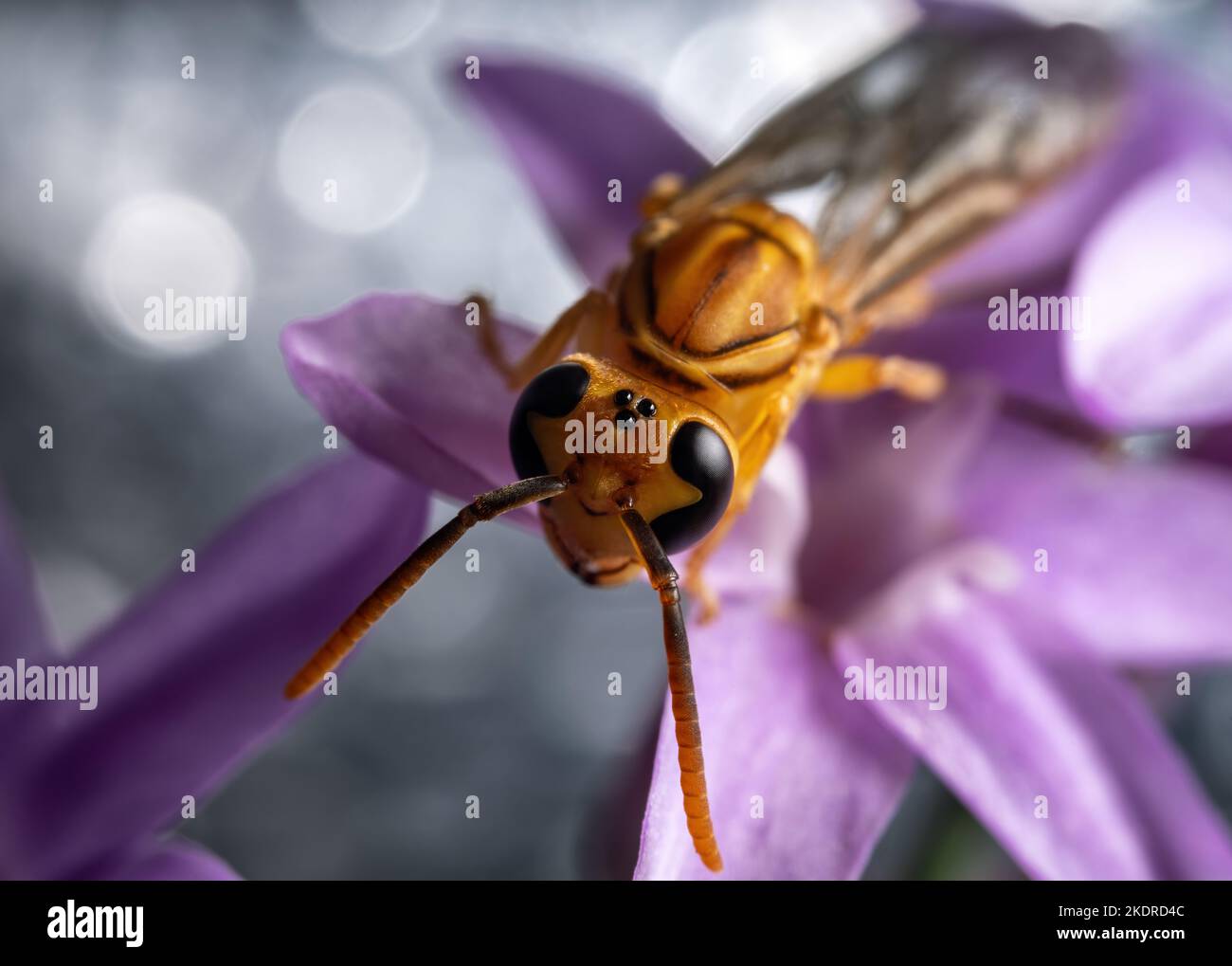 Chongqing - he mountain nature reserve, insects Stock Photo - Alamy