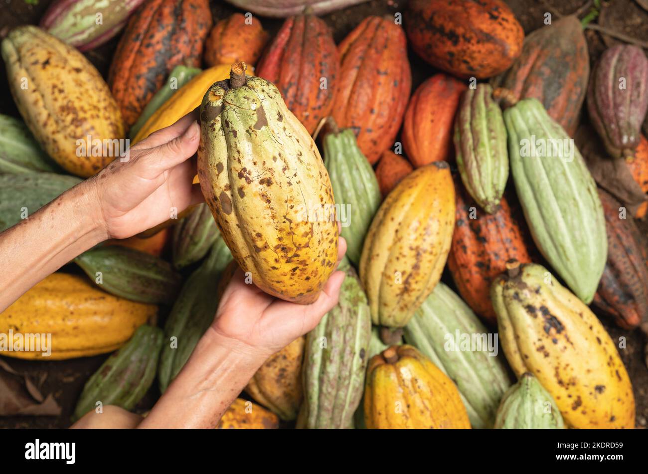 Farmer hand cacao pod on harvest background Stock Photo - Alamy
