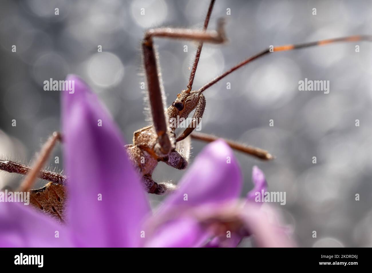 Chongqing mountain nature reserve of insects - bugs Stock Photo - Alamy