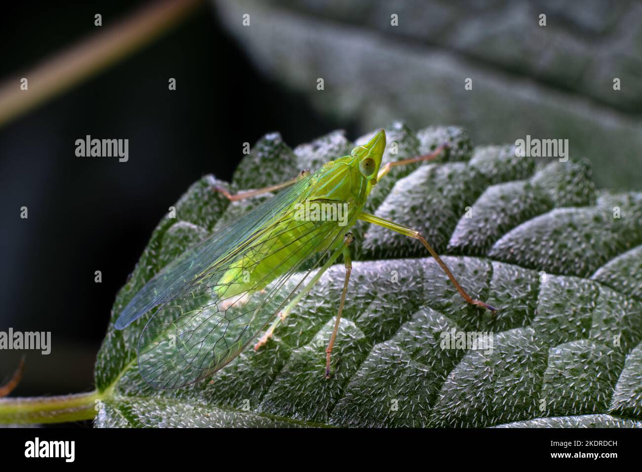 Chongqing mountain nature reserve in insect - la cicada mastodon Stock ...