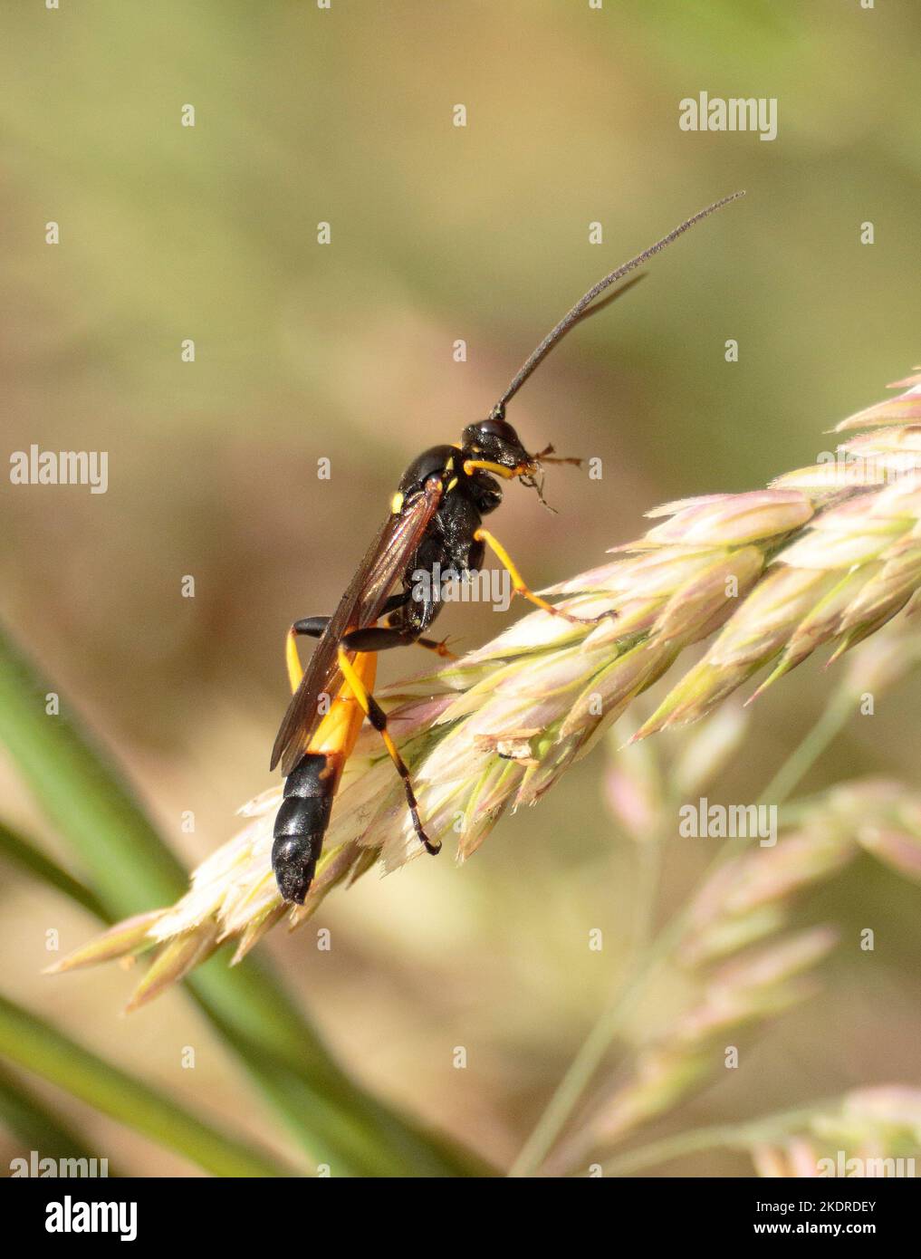 Insect anatomy photographs hi-res stock photography and images - Alamy