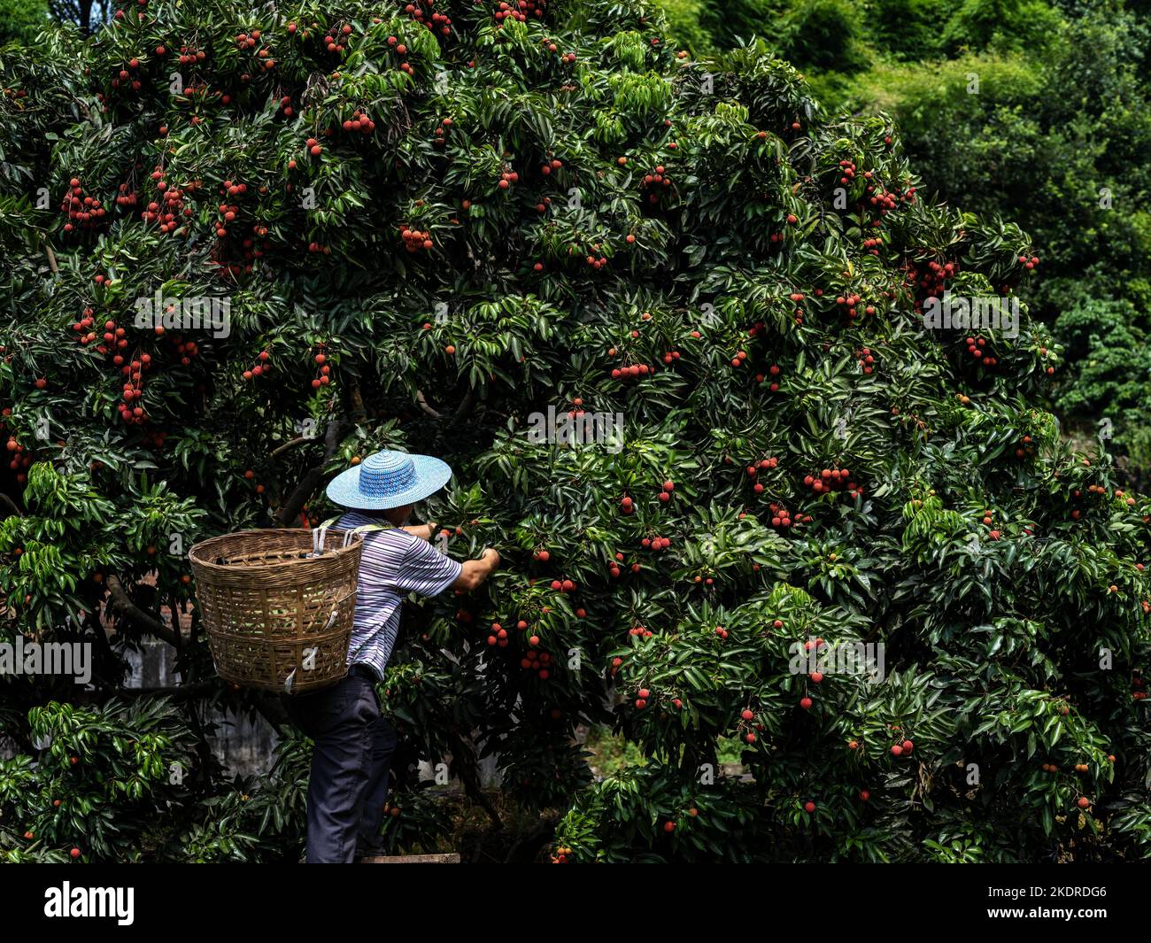 Chongqing tong lychee with green river Stock Photo - Alamy