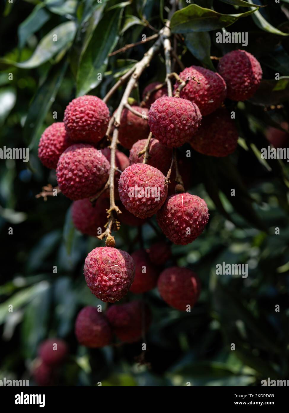 Chongqing tong lychee with green river Stock Photo - Alamy