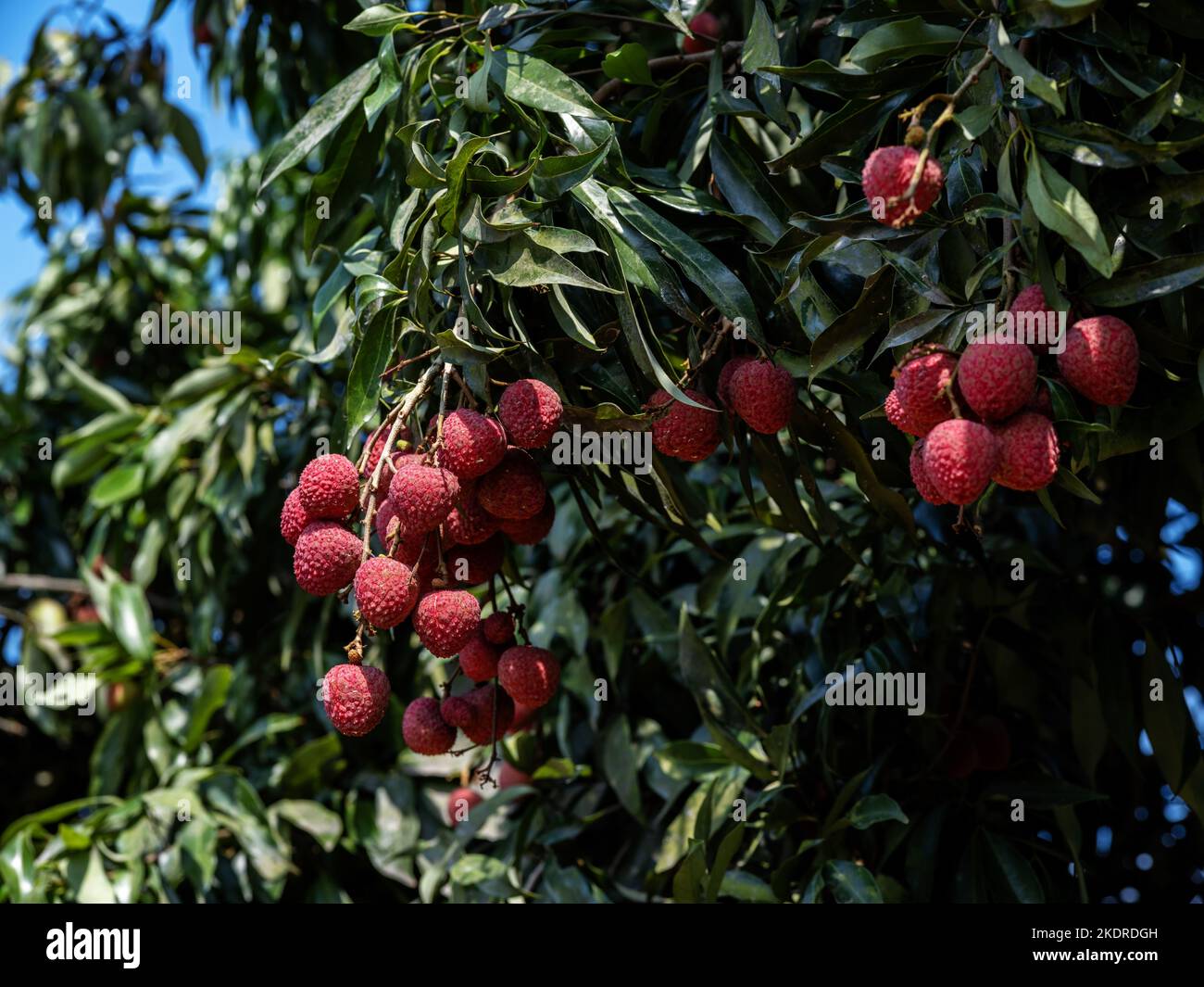 Litchi farm hi-res stock photography and images - Alamy