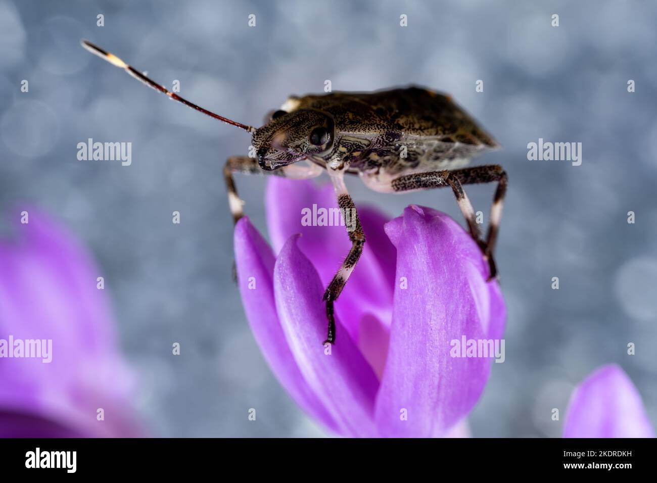 Chongqing mountain nature reserve of insects - bugs Stock Photo - Alamy