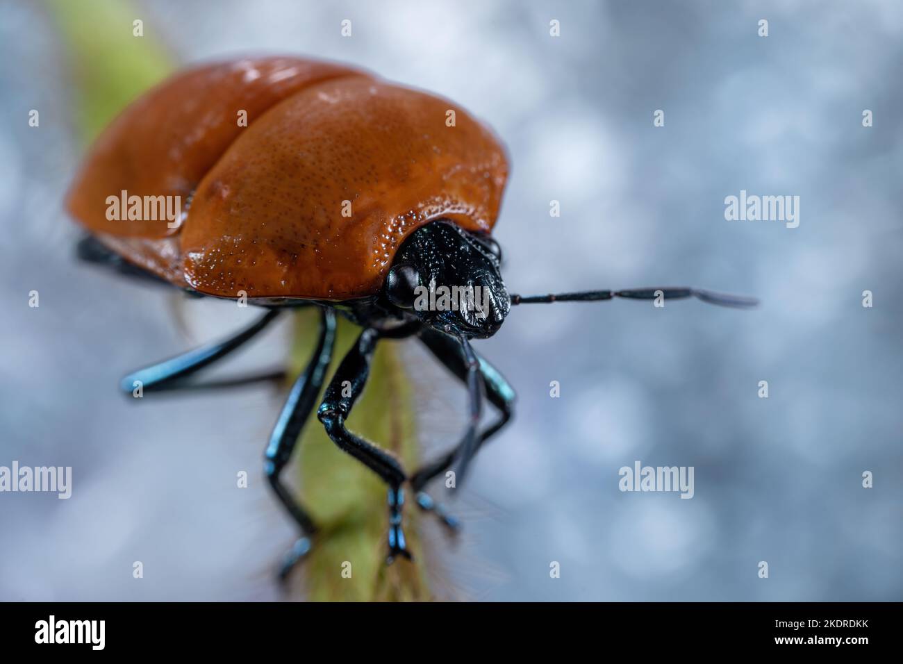 Chongqing mountain nature reserve of insects - bugs Stock Photo - Alamy