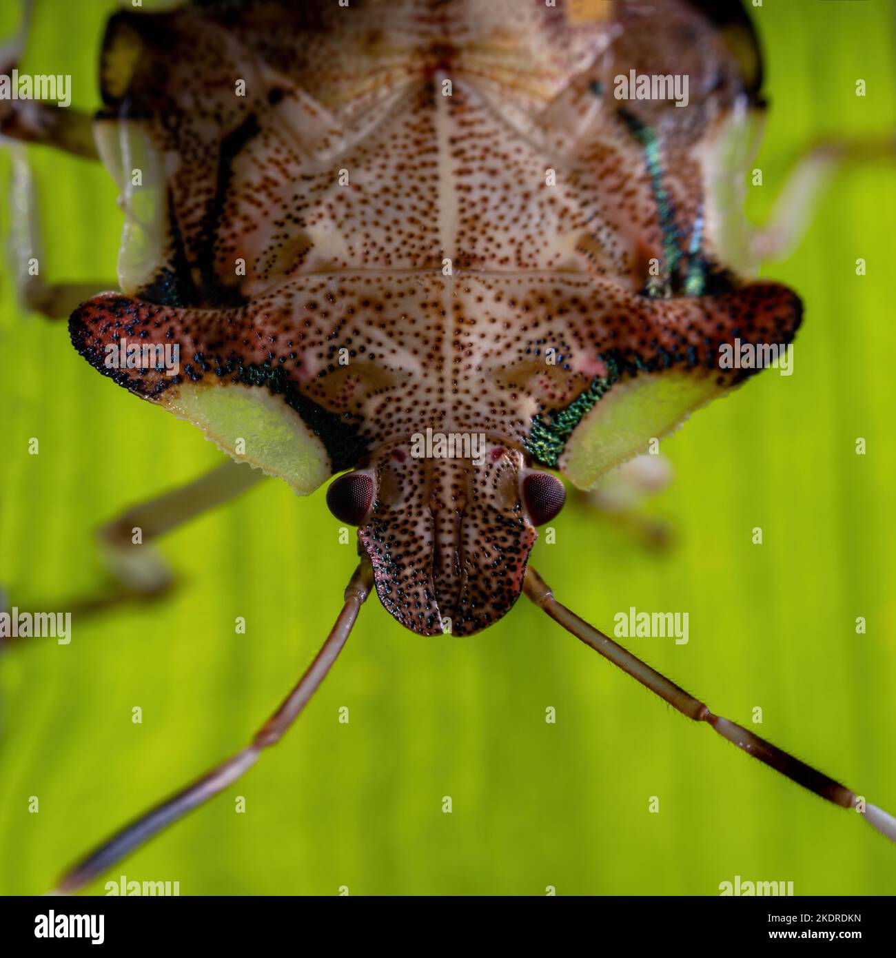 Chongqing mountain nature reserve of insects - bugs Stock Photo - Alamy