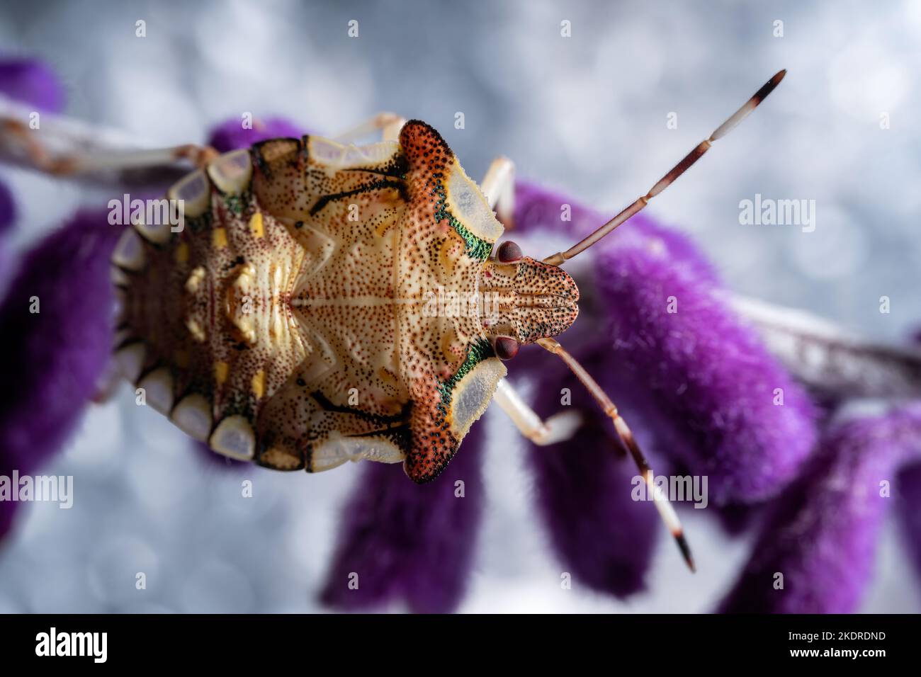 Insect visual effects hi-res stock photography and images - Alamy