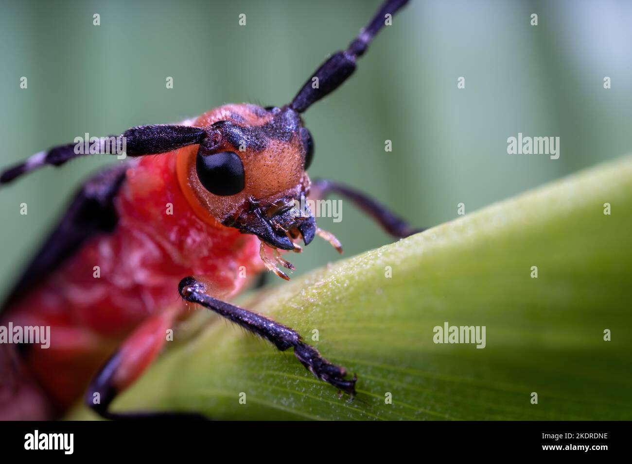 Chongqing mountain nature reserve of insects - borers Stock Photo - Alamy