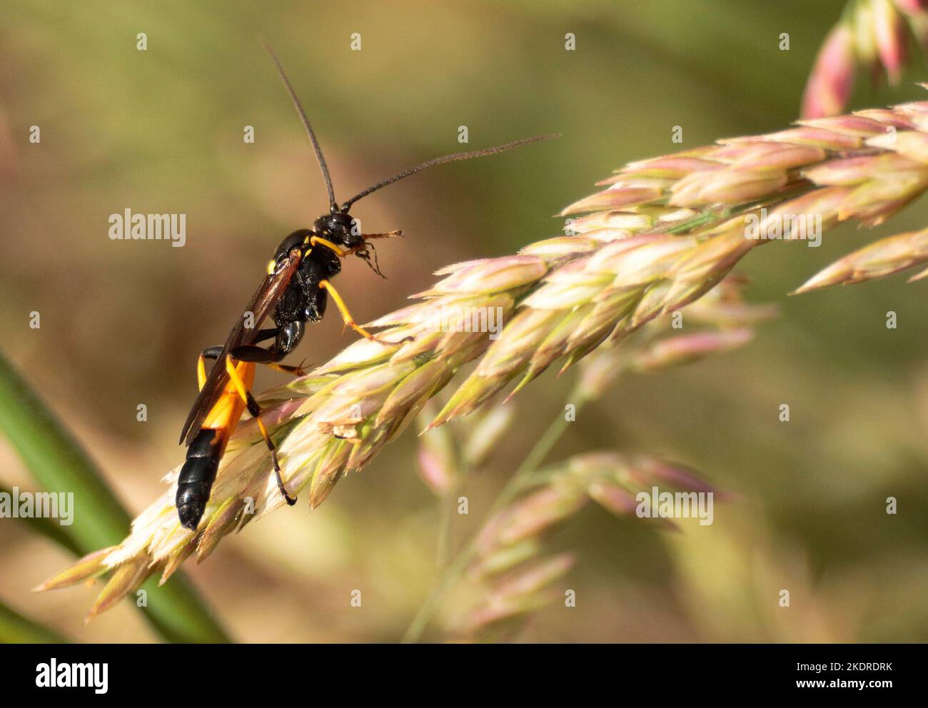 Wasp anatomy hi-res stock photography and images - Alamy