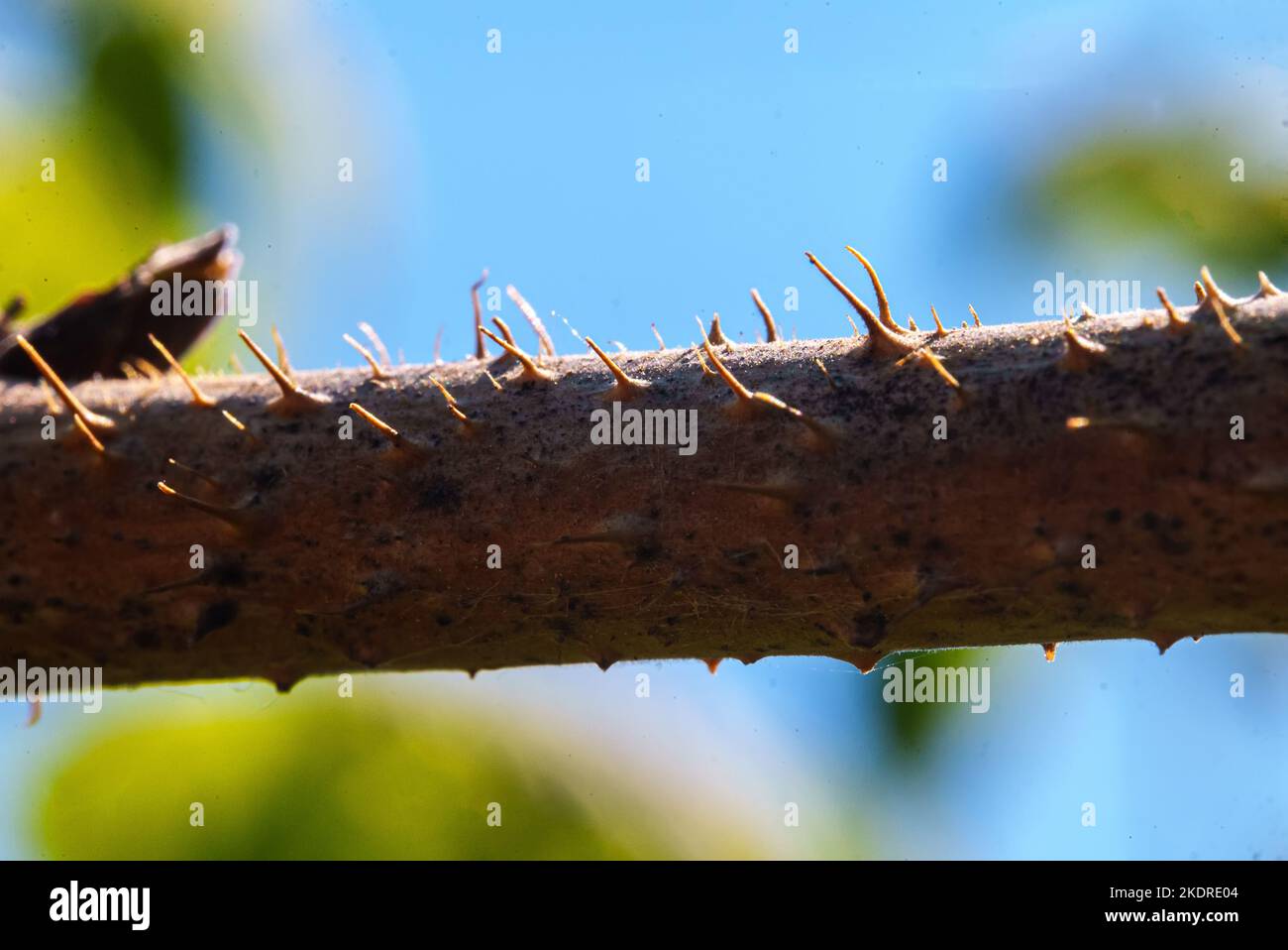 Peaky plants hi-res stock photography and images - Alamy