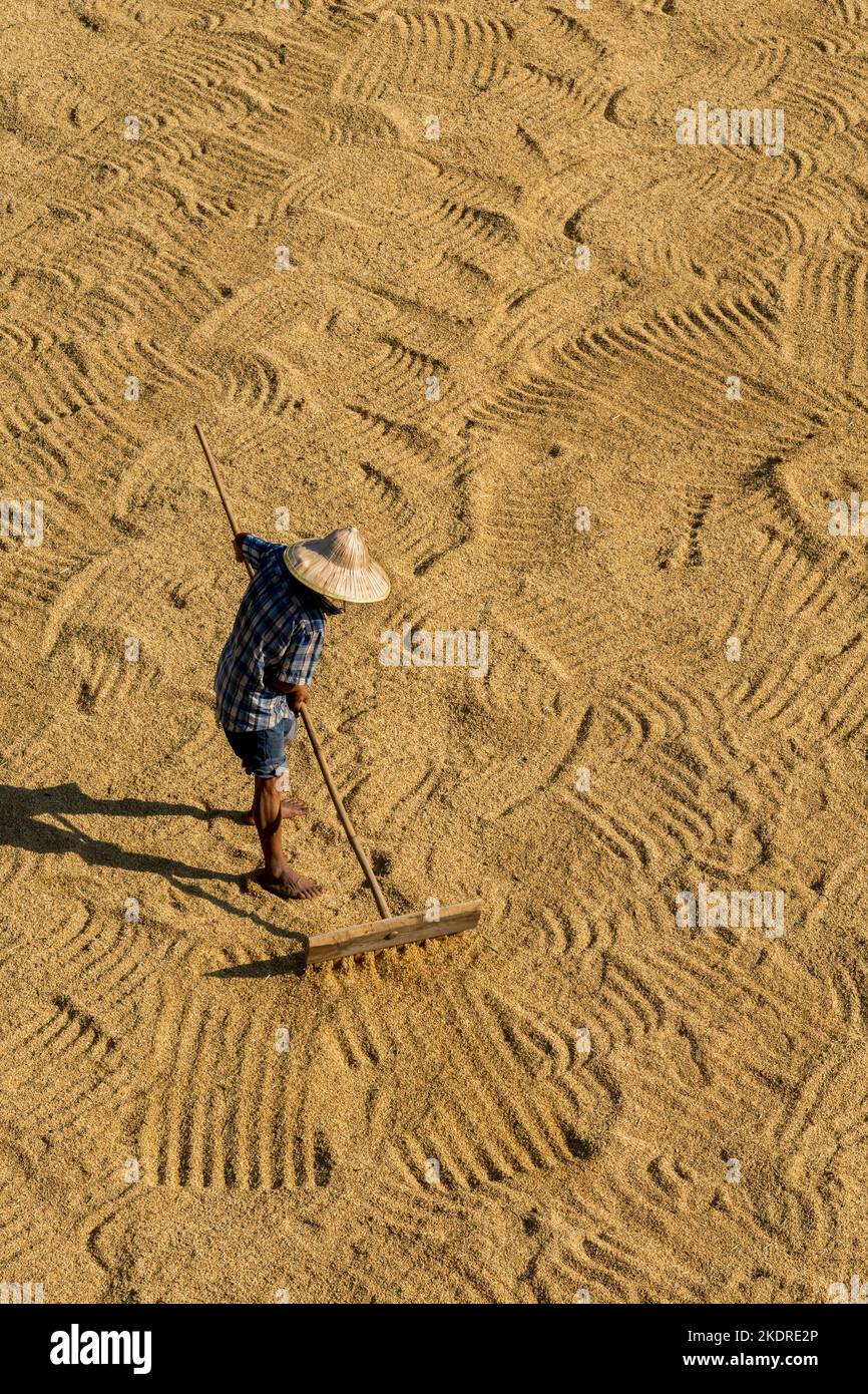 Farmers drying rice Stock Photo - Alamy