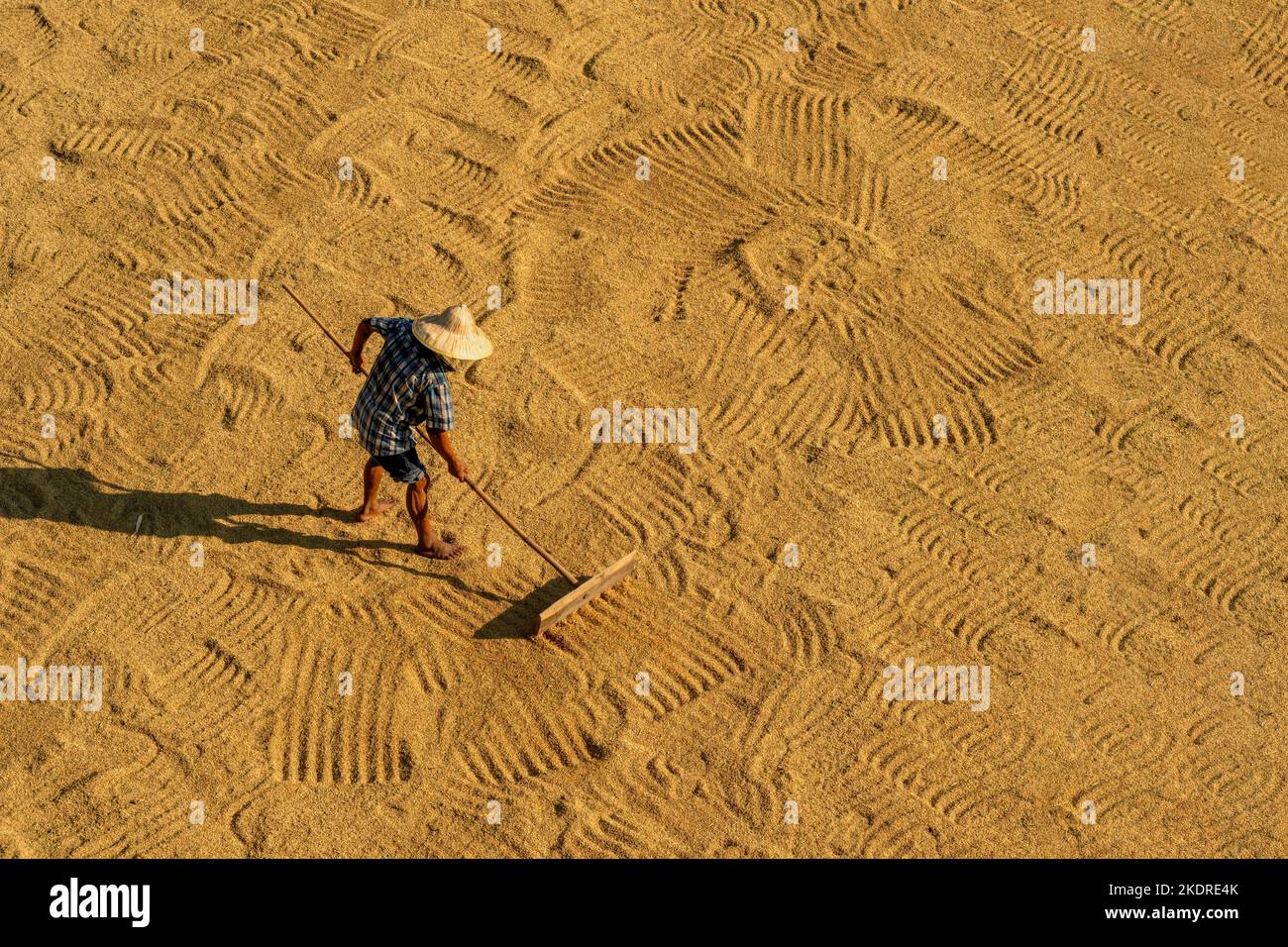 Farmers drying rice Stock Photo - Alamy