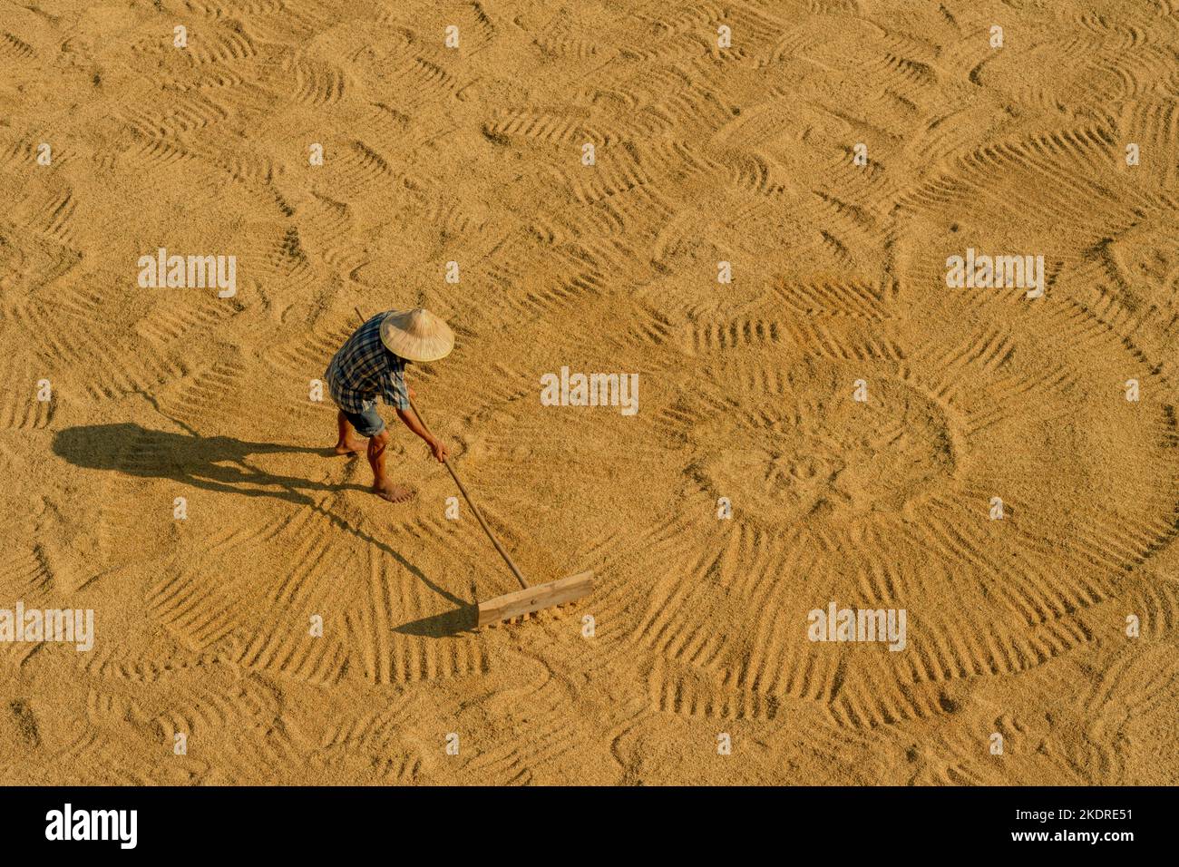 Farmers drying rice Stock Photo - Alamy