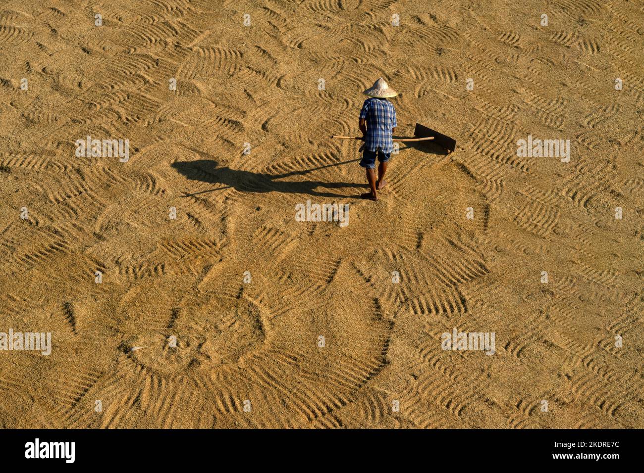 Farmers drying rice Stock Photo - Alamy