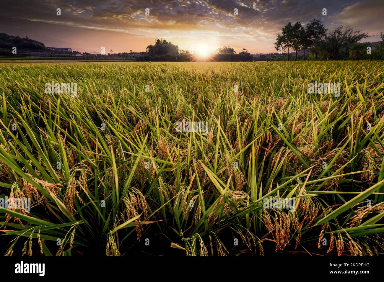 Grain planting villages hi-res stock photography and images - Alamy