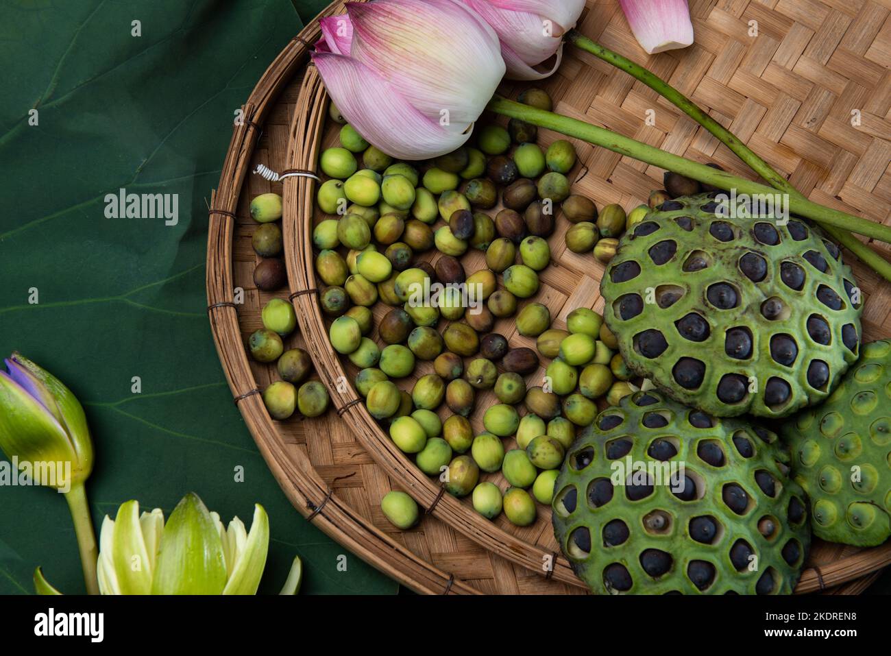 Fresh lotus seeds hi-res stock photography and images - Alamy