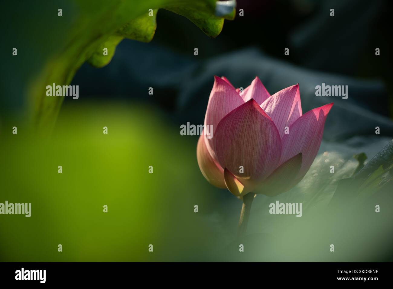 Lotus flowers effect hi-res stock photography and images - Alamy