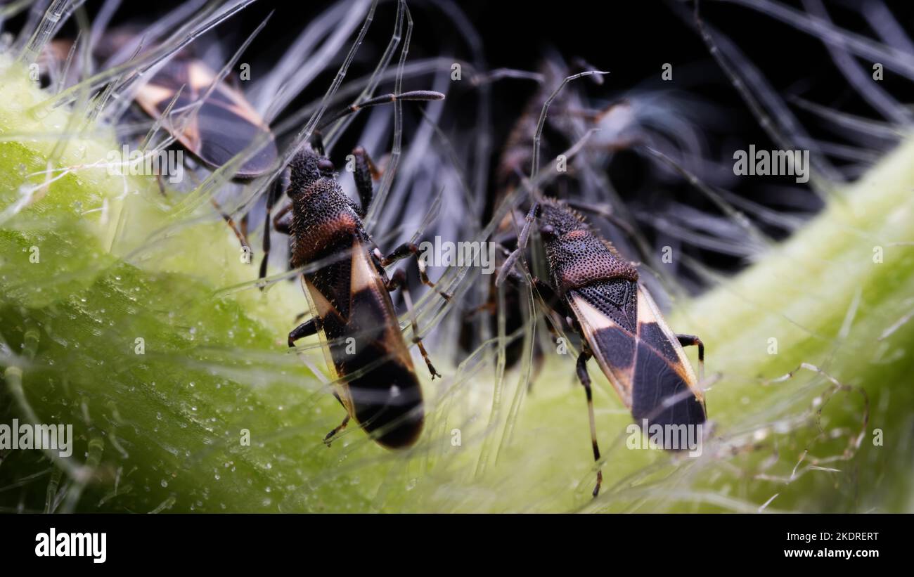 Chongqing mountain nature reserve of insects - stag beetles Stock Photo ...