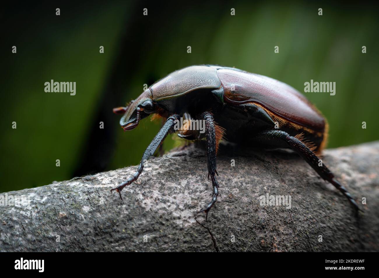 Chongqing mountain nature reserve of insects - the beetle Stock Photo ...