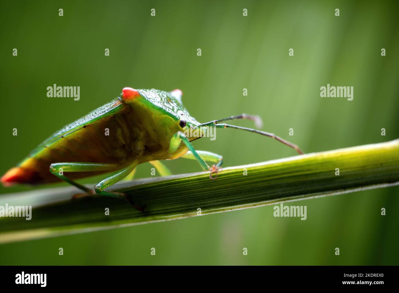 Chongqing mountain nature reserve of insects - stag beetles Stock Photo ...