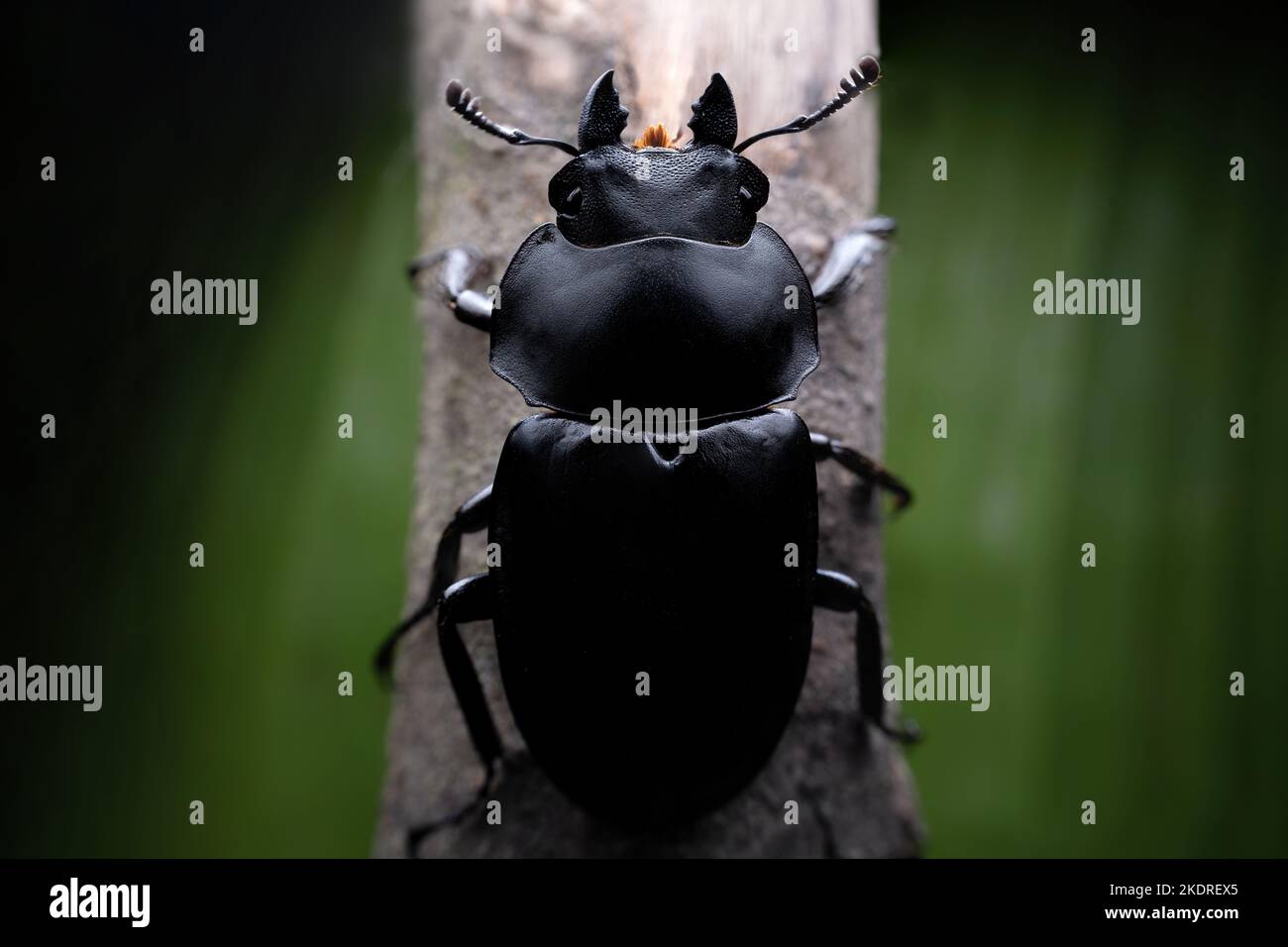 Chongqing mountain nature reserve of insects - stag beetles Stock Photo ...