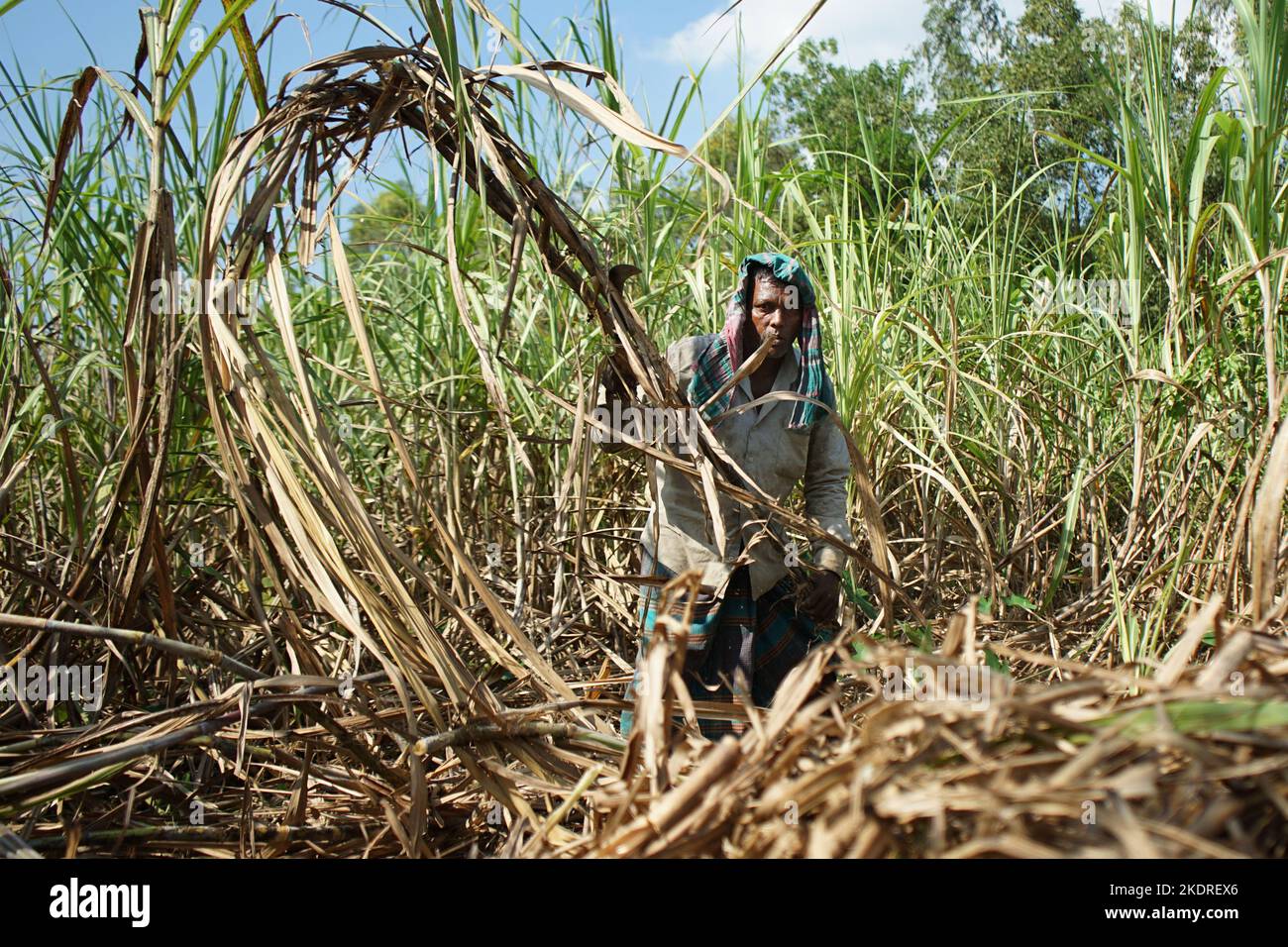 Sylhet, Sylhet, Bangladesh. 8th Nov, 2022. A sugarcane farmer ...